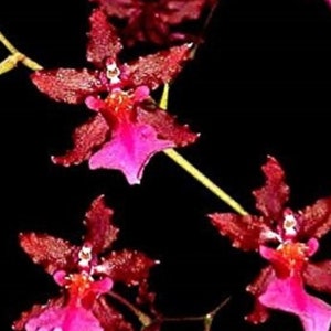Orchid Oncidium Sharry Baby ‘red Fantasy’ Chocolate Scented Orchid - Etsy