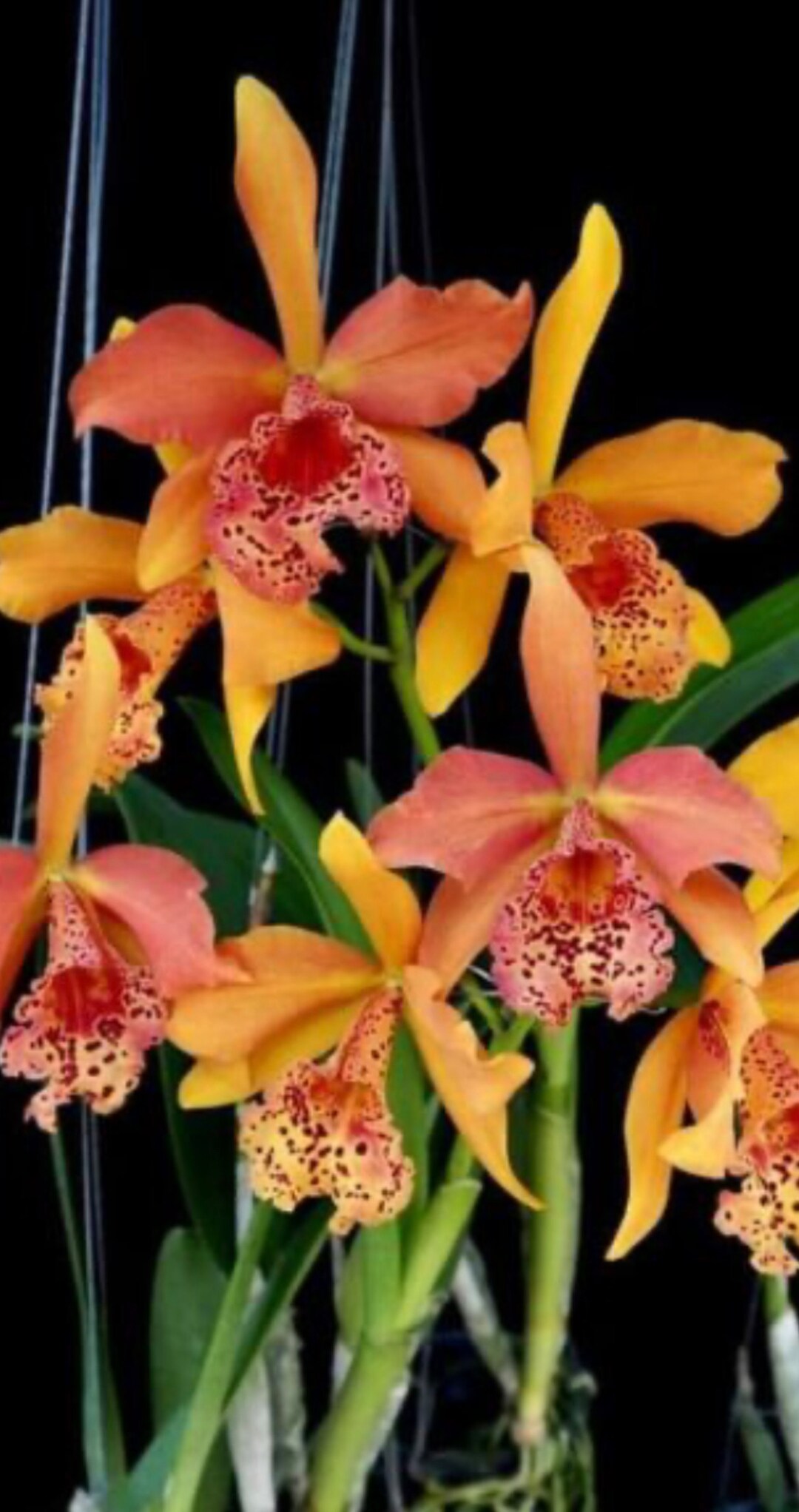 Orchid Blc. Copper Queen bl. Richard Mueller X Blc. Toshie Aoki - Etsy
