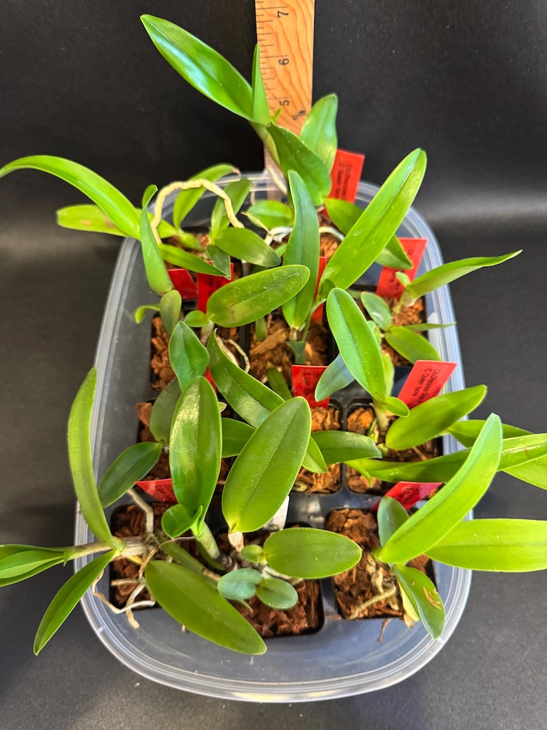 Ctt. Chocolate Drop X Cattleya Yacine Orchid Hybrid - Etsy