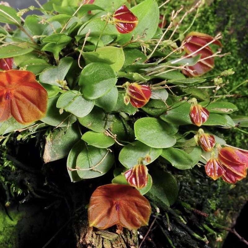 Orchid Lepanthes - Etsy