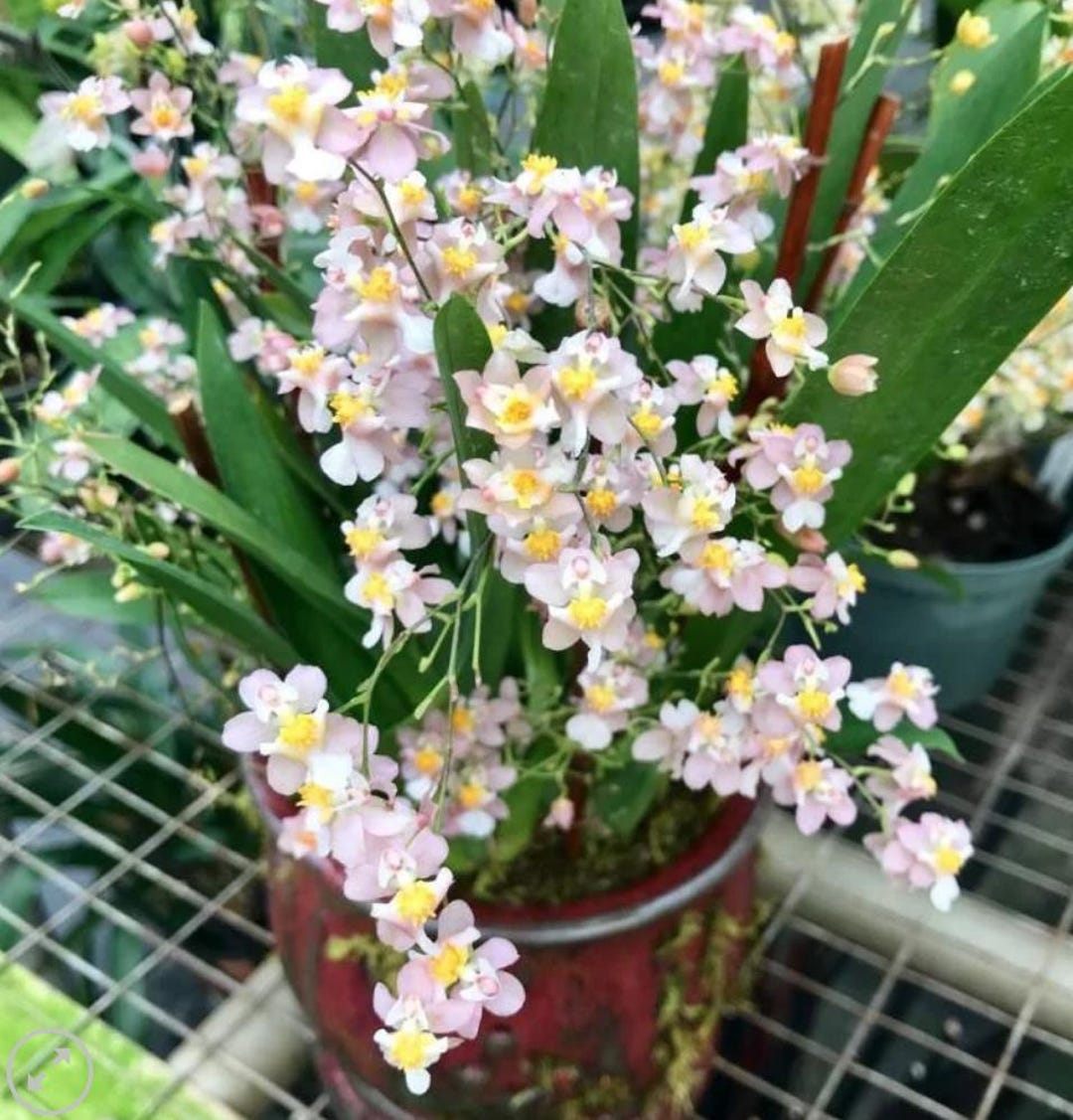 Fragrant Oncidium Twinkle 'fantasy' Miniature Orchid Seedling - Etsy