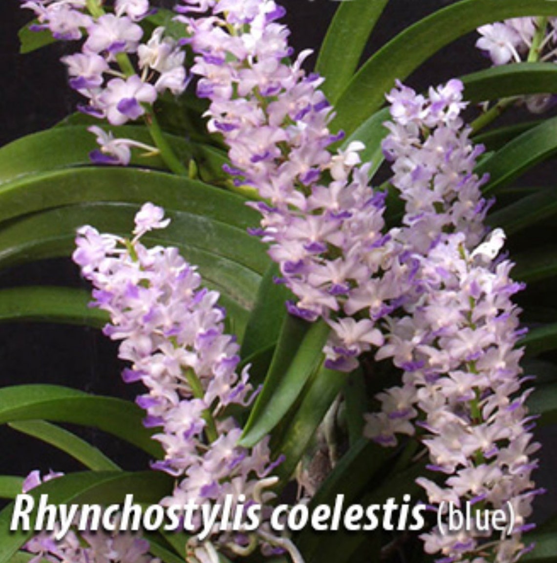 Orchid Rhynchostylis Coelestis X Sib Blue Species Orchid - Etsy