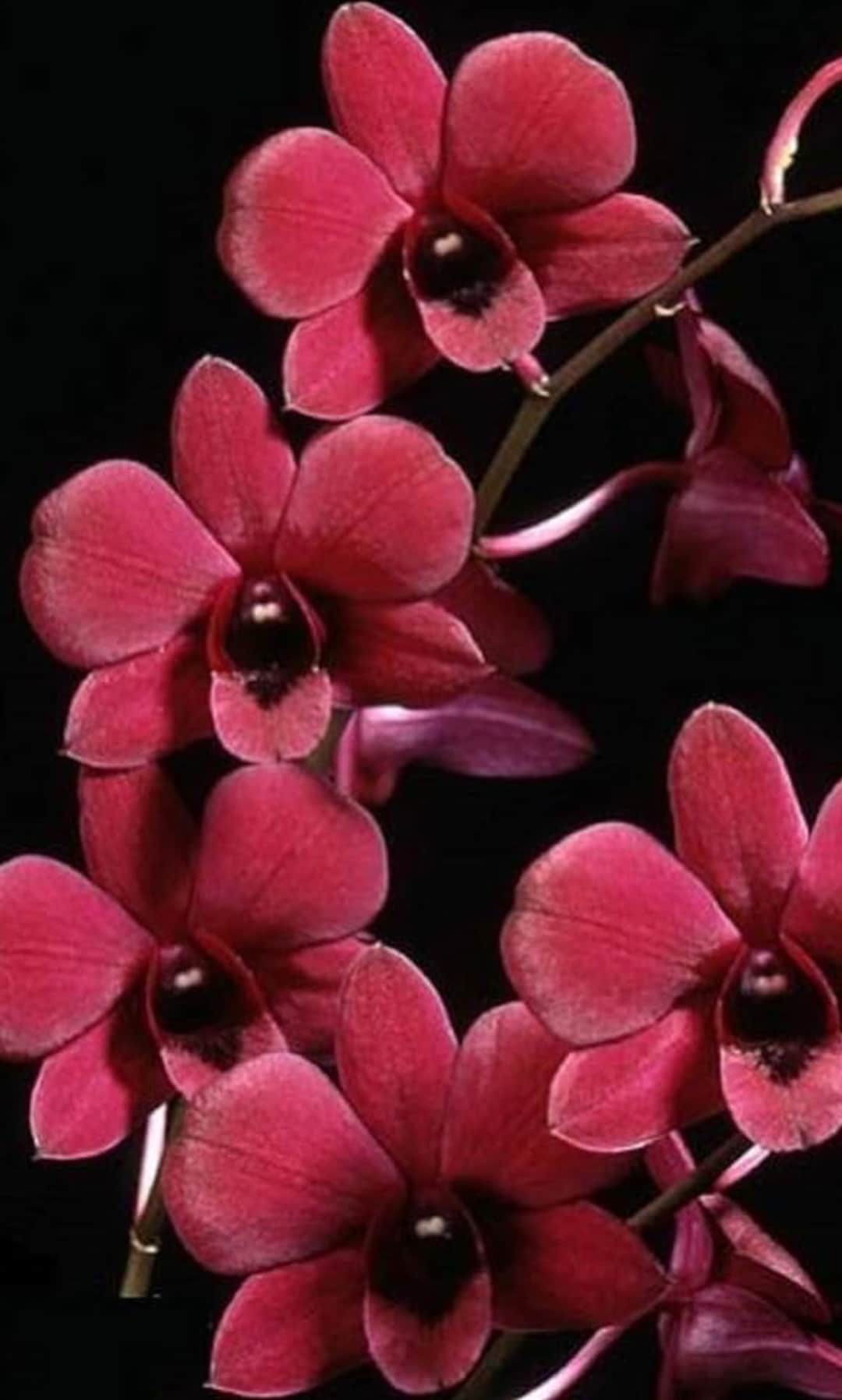 Orchid Dendrobium Genting Red (seedlings) - Etsy