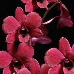 Orchid Dendrobium Genting Red - Etsy