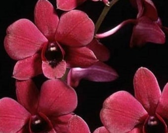 Dendrobium Poppy Red Orchid - Etsy