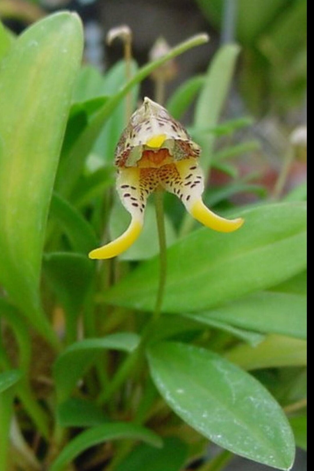 Masdevallia Dynastes Species Miniature Orchid - Etsy