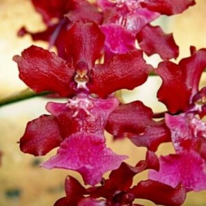 Chocolate Orchid Oncidium Sharry Baby 'ruby Doll' - Etsy