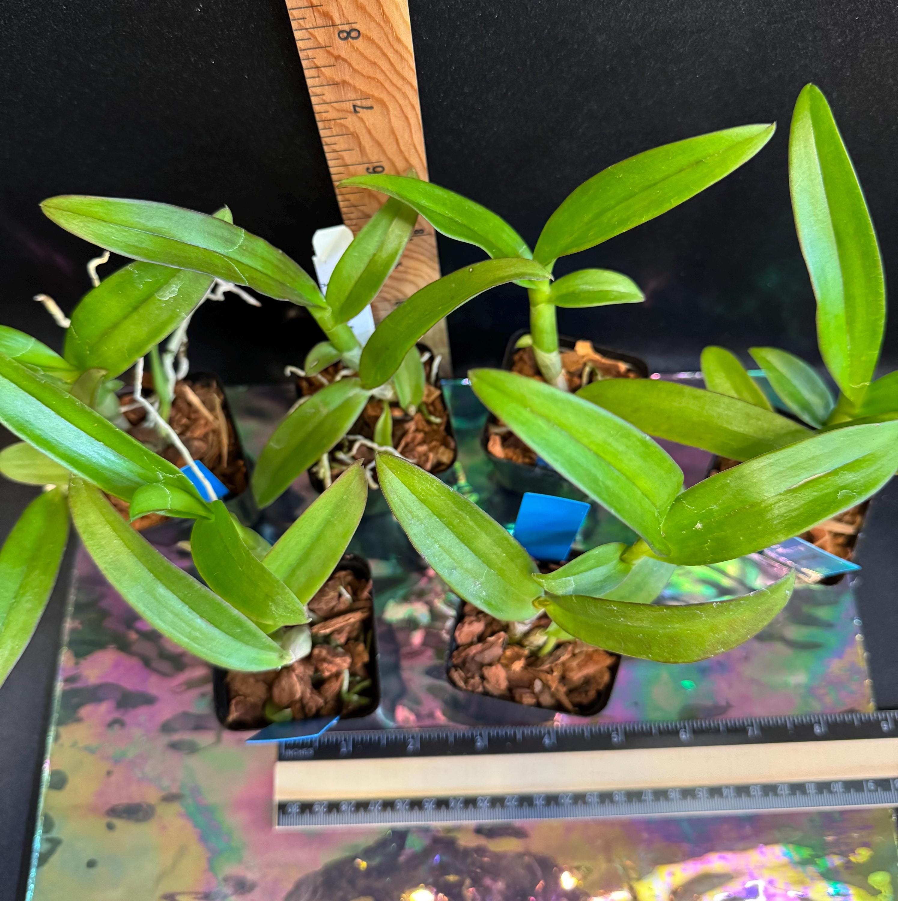 Dendrobium Sakda Blue ( Orchid Seedlings ) - Etsy
