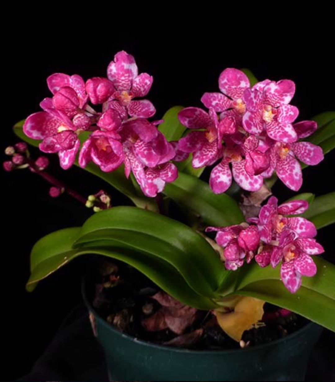 Sarcochilus Kulnura Warmer X Kulnura Oath - Etsy