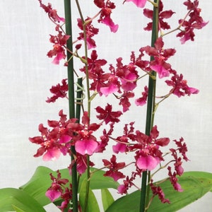 Orchid Oncidium Sharry Baby ‘red Fantasy’ Chocolate Scented Orchid - Etsy