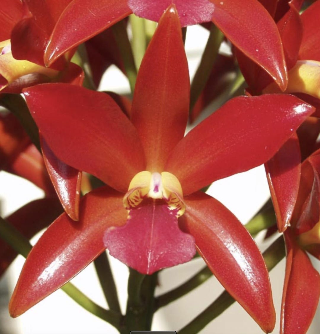 Ctt. Chocolate Drop X Cattleya Yacine Orchid Hybrid - Etsy