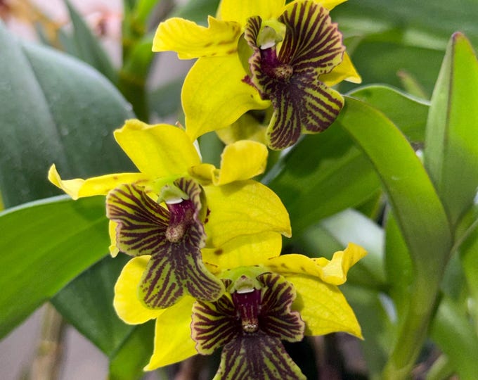 Dendrobium Andree Miller (atroviolaceum X Convolutum) - Etsy