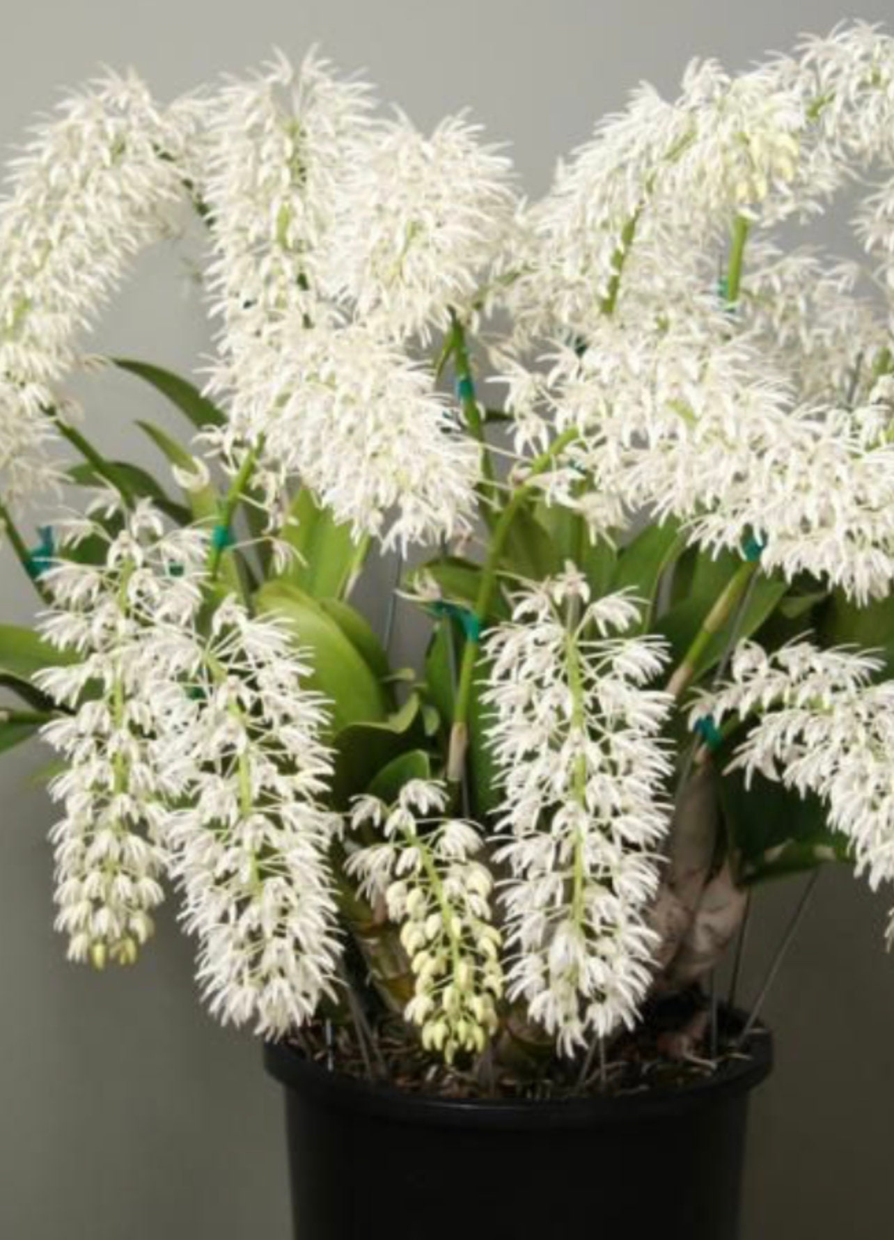 Fragrant Orchid Species Dendrobium Speciosum Var Pedunculatum Etsy