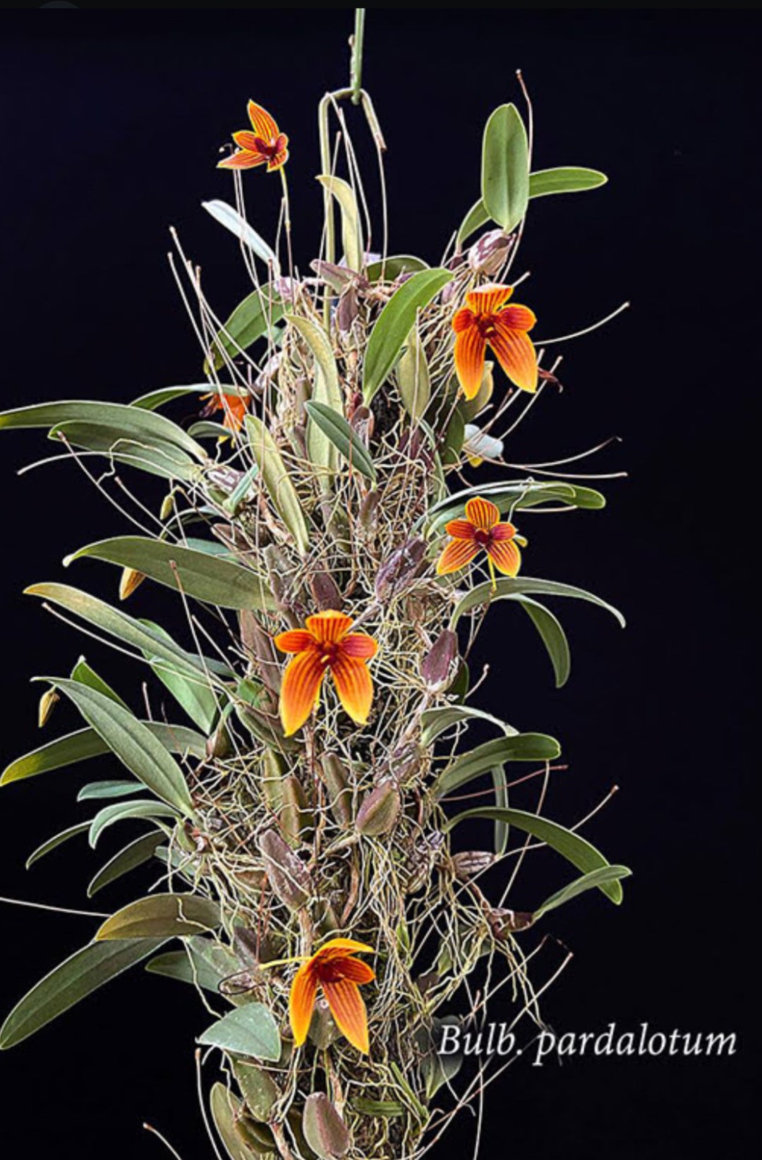 Bulbophyllum Pardalotum Orchid: Red Striped Flowers, Mounted on Cork - Etsy