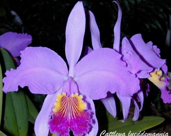 Orchid Cattleya Brassocattleya Bc. Yellow Bird Live Plant - Etsy