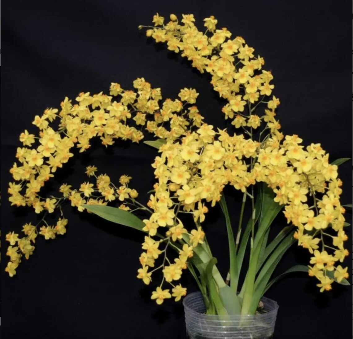 Oncidium Twinkle ‘yellow Bird’ Miniature Orchid Seedlings - Etsy