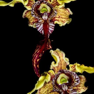 Unique Orchid Dendrobium Spectabile X Sib - Etsy