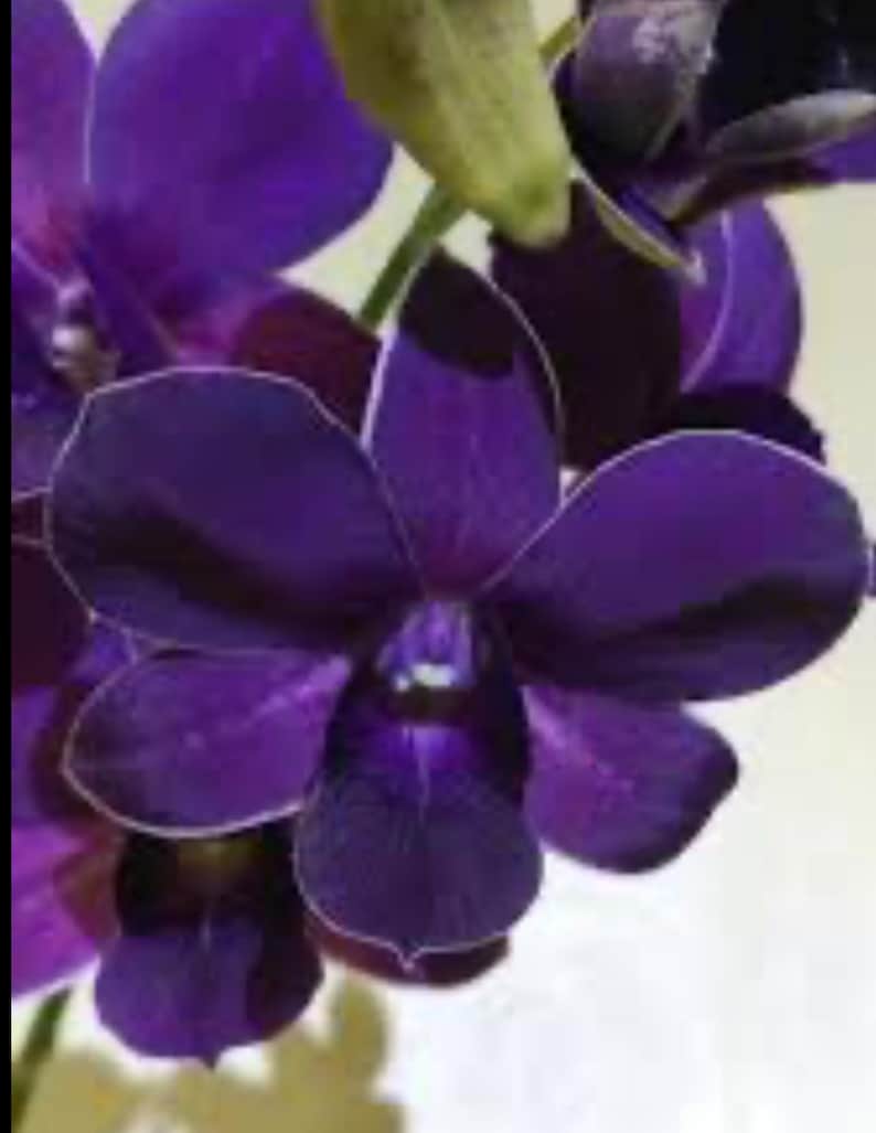 Dendrobium Sakda Blue ( Orchid Seedlings ) - Etsy