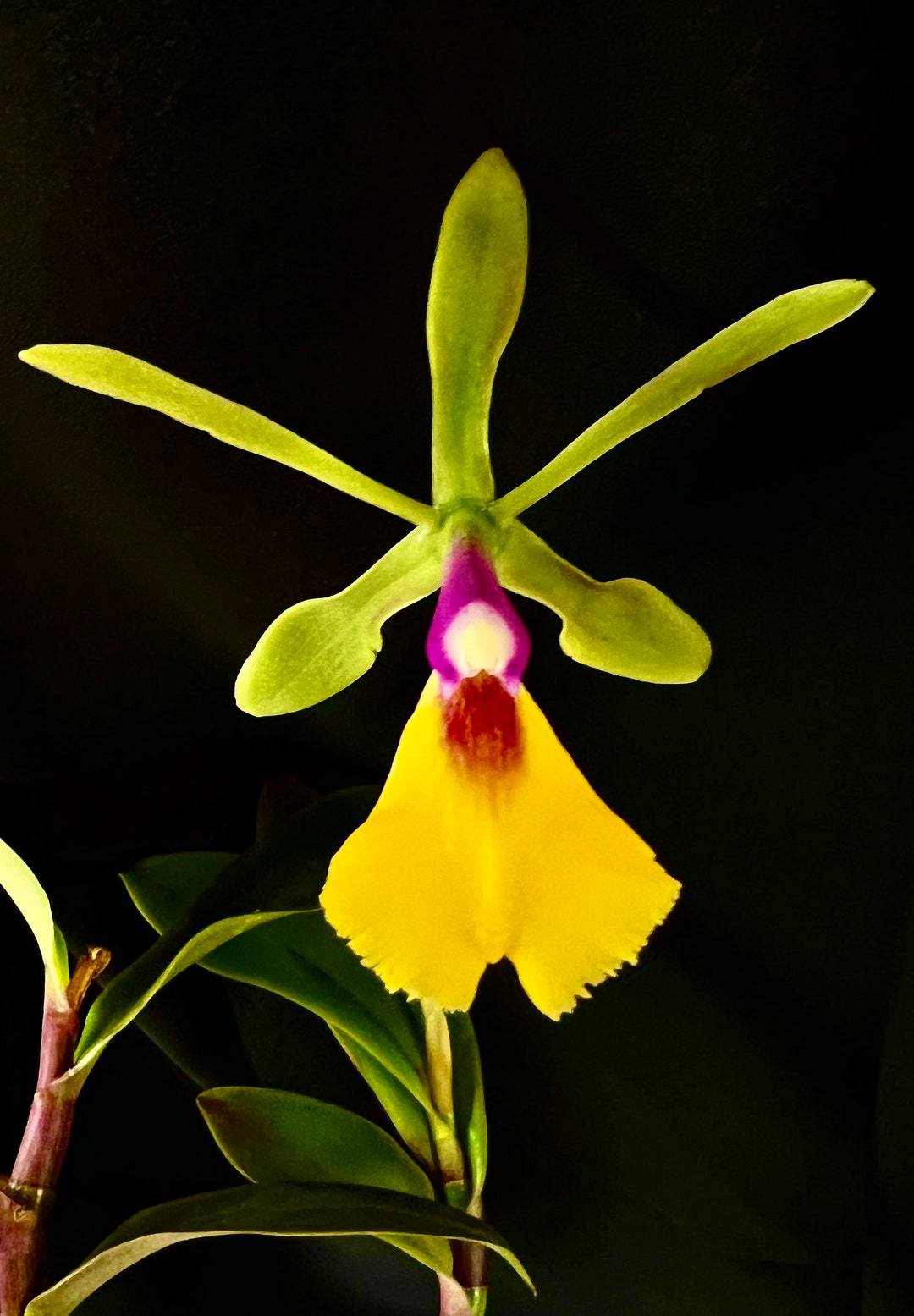 Orchid Epicattleya Rene Marques Flame Thrower’ HCC/AOS - Etsy