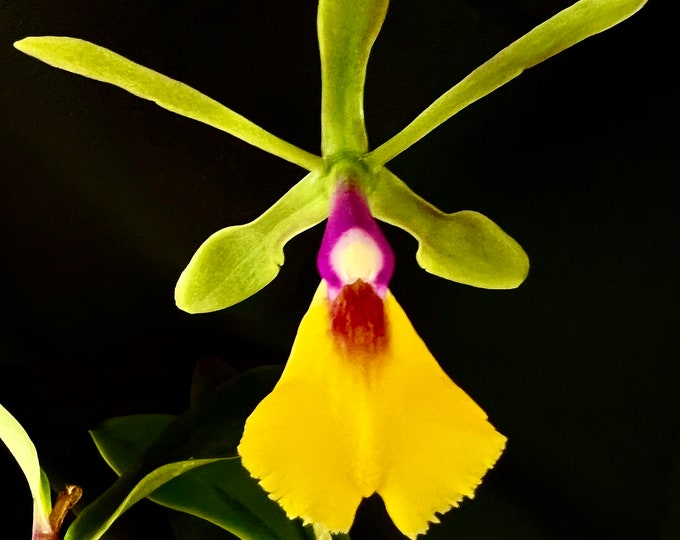 Orchid Epicattleya Rene Marques Flame Thrower HCC/AOS - Etsy
