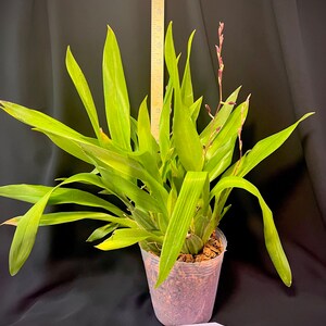 Chocolate Orchid Oncidium Sharry Baby 'ruby Doll' - Etsy