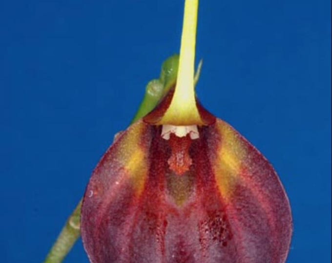 Masdevallia Amplexa Miniature Orchid - Etsy