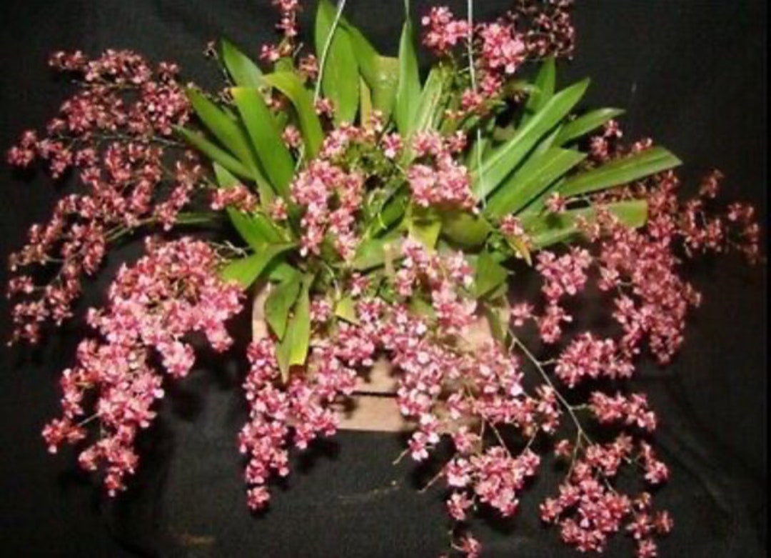 Orchid Oncidium Twinkle 'pink Profusion' - Etsy
