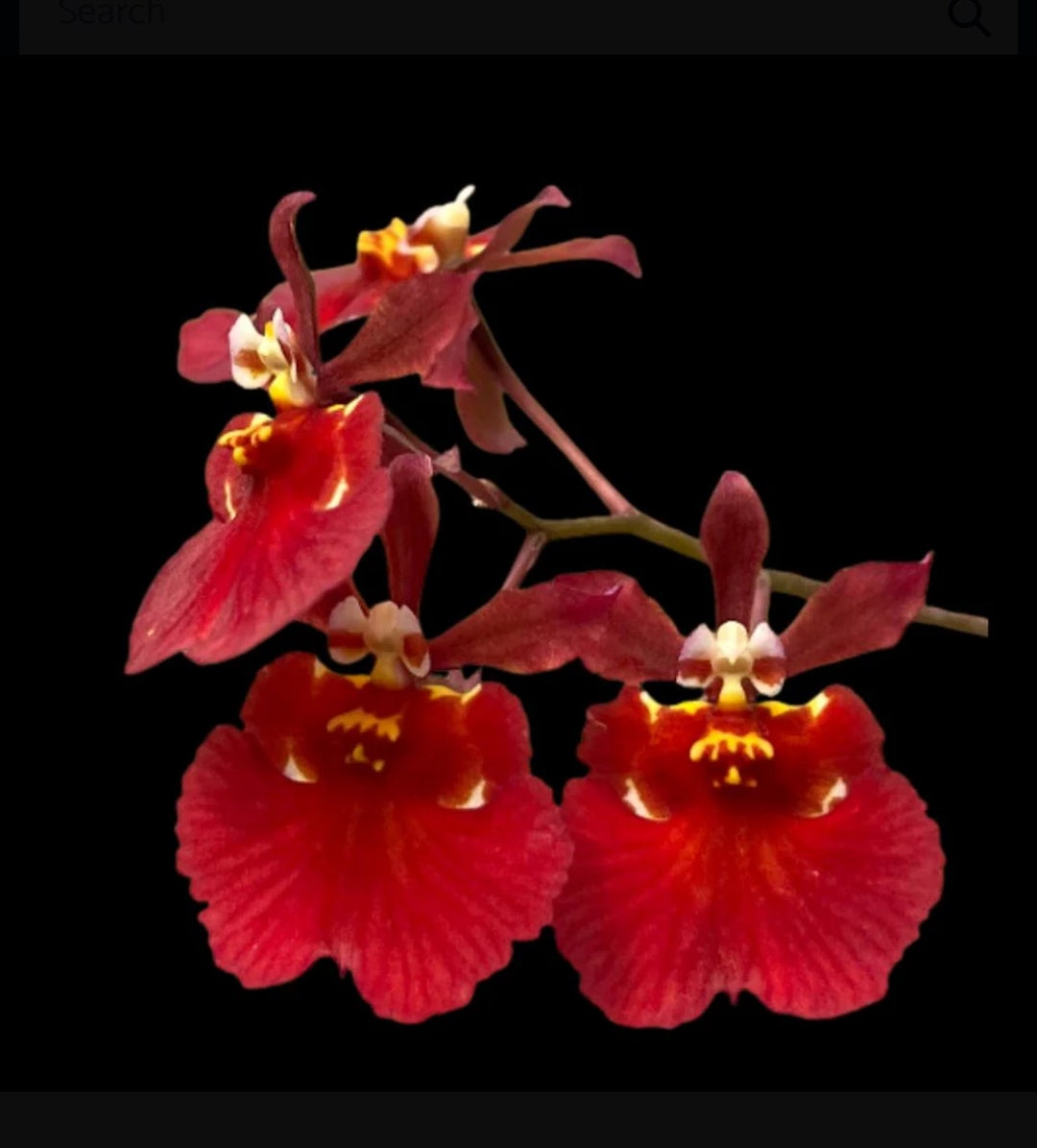 Tolumnia Jairak Firm ‘red Devil’ - Etsy