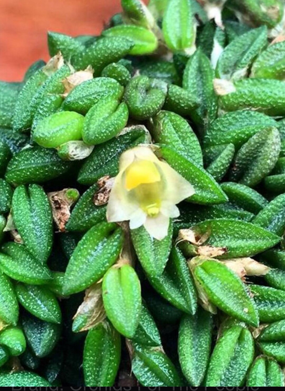 Dendrobium Toressae Miniature Orchid - Etsy