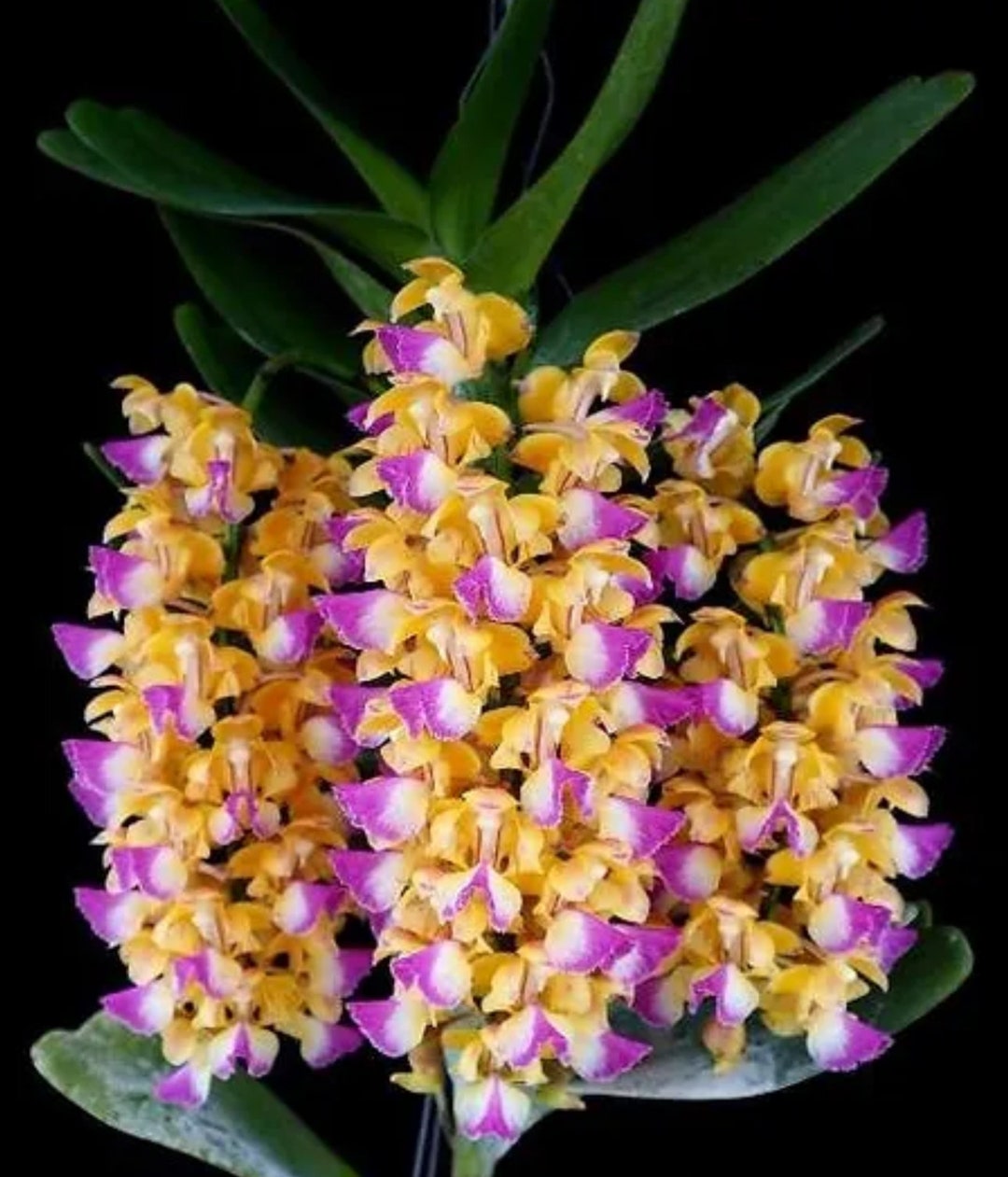 Aerides Houlletiana Fragrant Orchid - Etsy