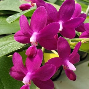 Phalaenopsis Sapphire's Galah (phal. Purple Martin × Phal. Violacea) - Etsy