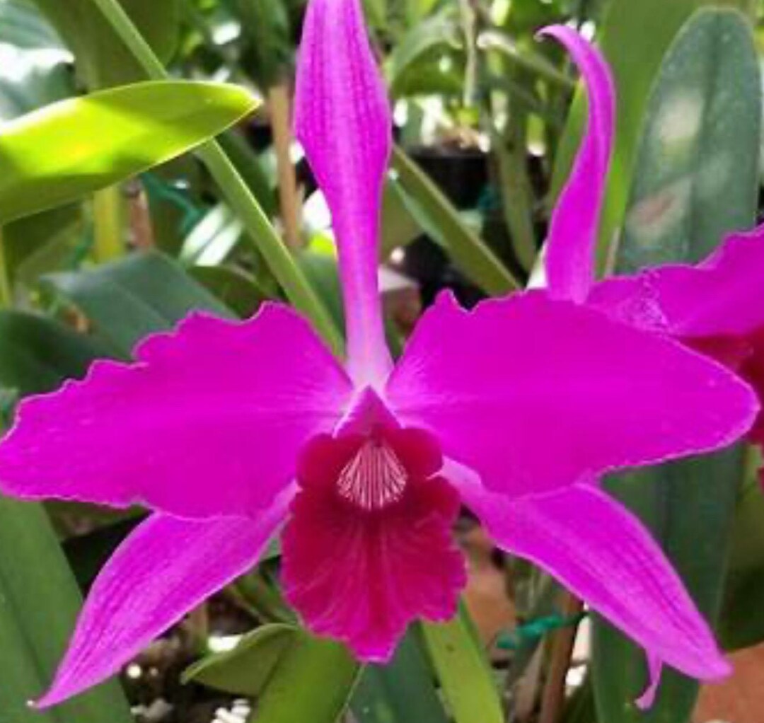 Cattleya Purpurata ‘rasberry’ X Purpurata’double Flame’ BS Orchid - Etsy