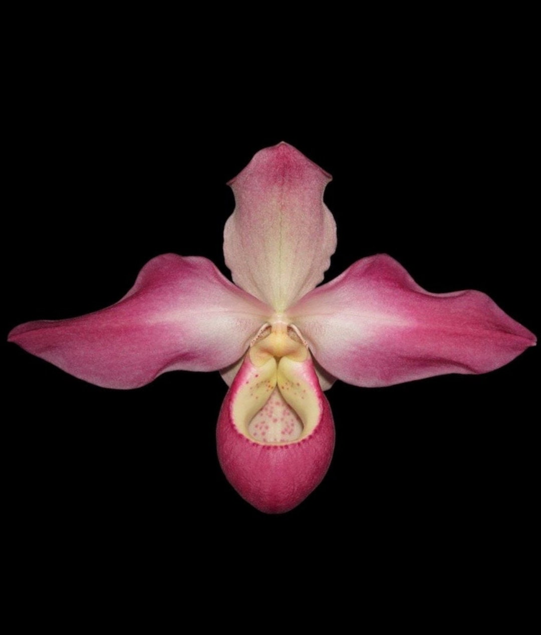 Phrag. Quintal Rewards frank Quintal Sr. X Incan Treasure - Etsy