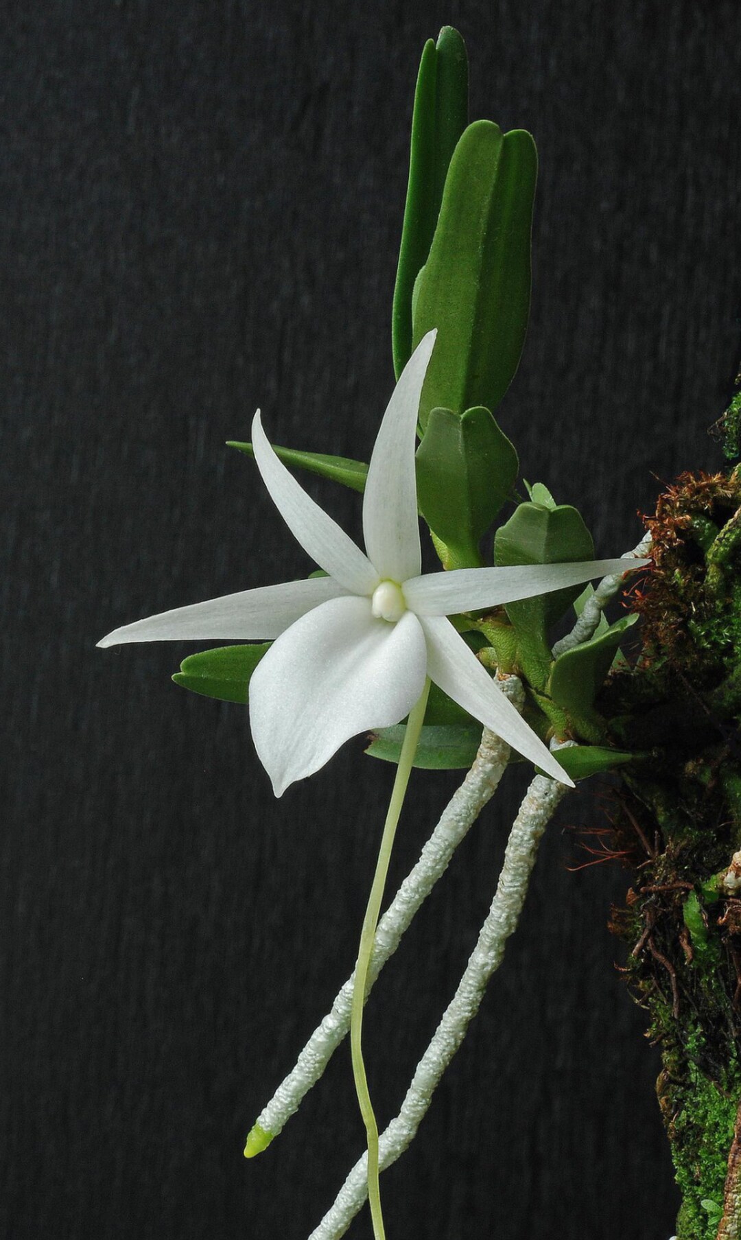 Angraecum Didieri Orchid Miniature Species - Etsy