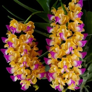 Aerides Houlletiana Fragrant Orchid - Etsy