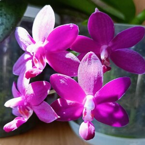 Phalaenopsis Sapphire's Galah (phal. Purple Martin × Phal. Violacea) - Etsy