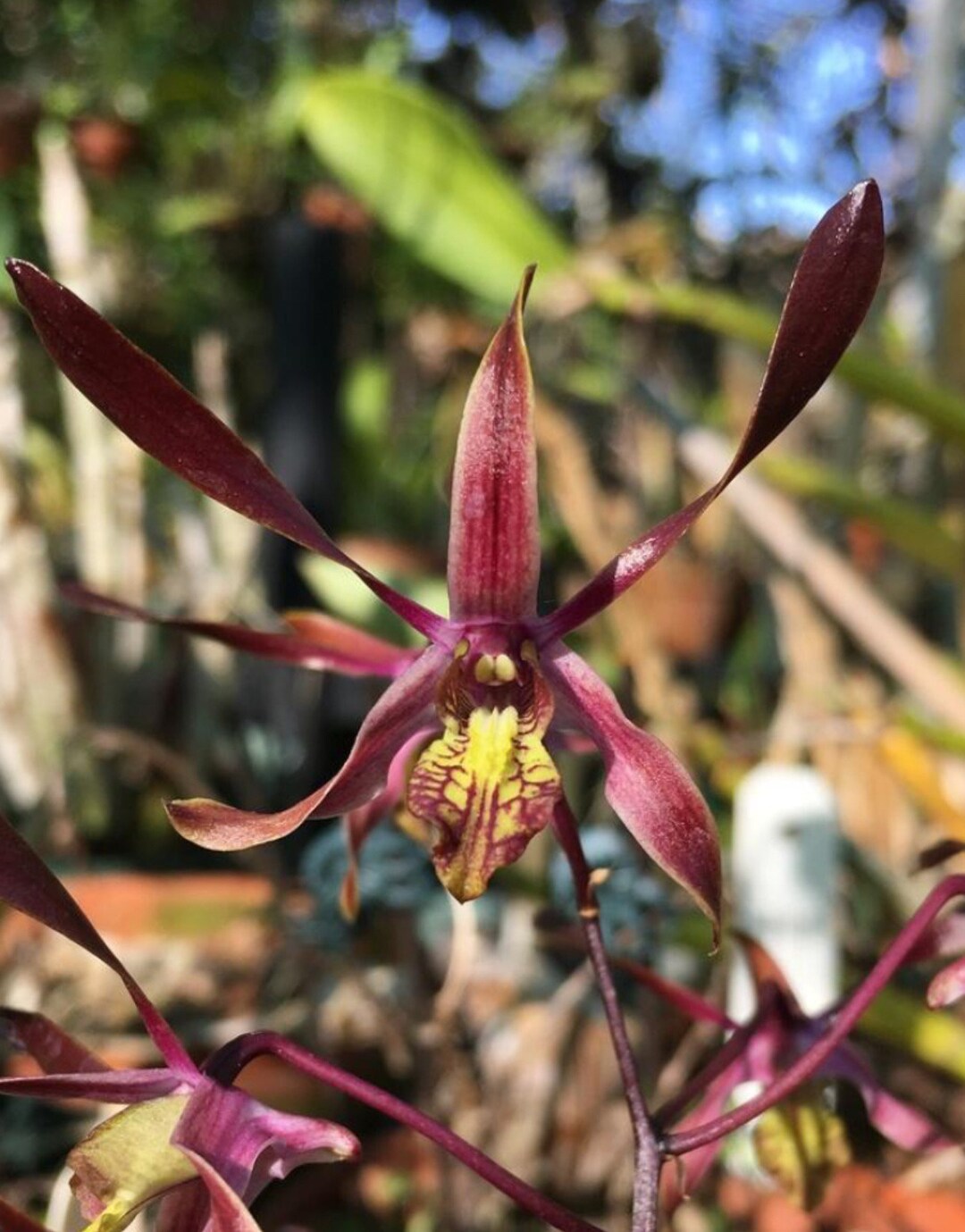 QF Dendrobium Tiny Twister X Johannis - Etsy