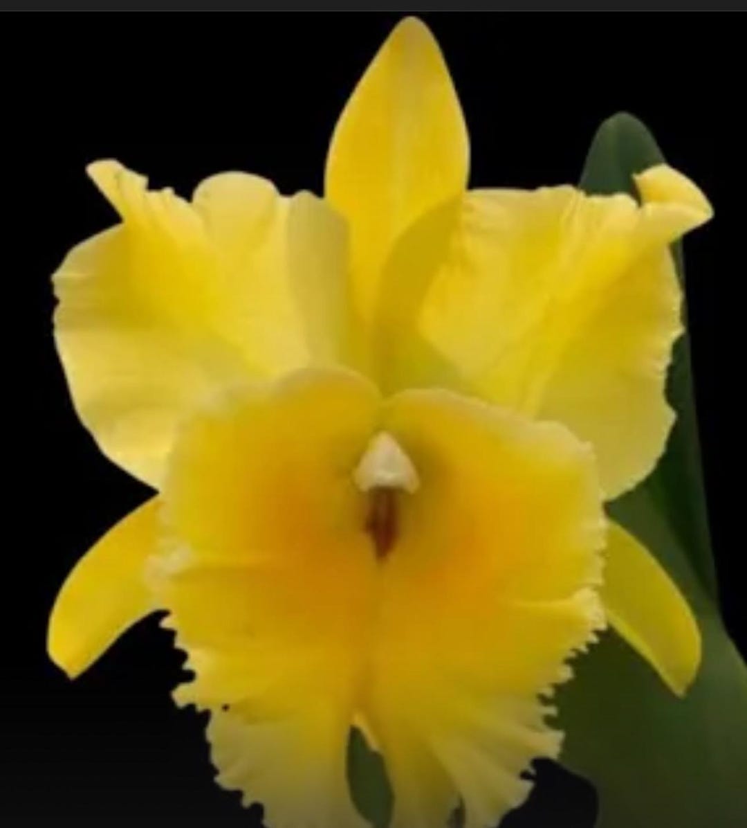Rhyncholaeliocattleya Golden Godzilla Orchid Hybrid - Etsy