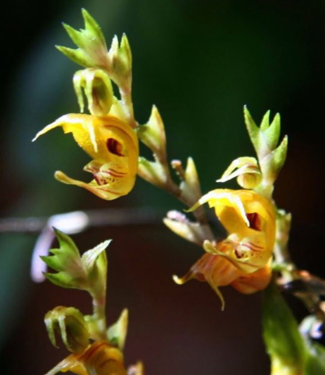 Scaphosepalum Bicristatum ( Species Orchid ) - Etsy