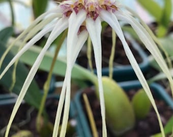 Orchid Bulbophyllum Cercanthum X Medusae - Etsy