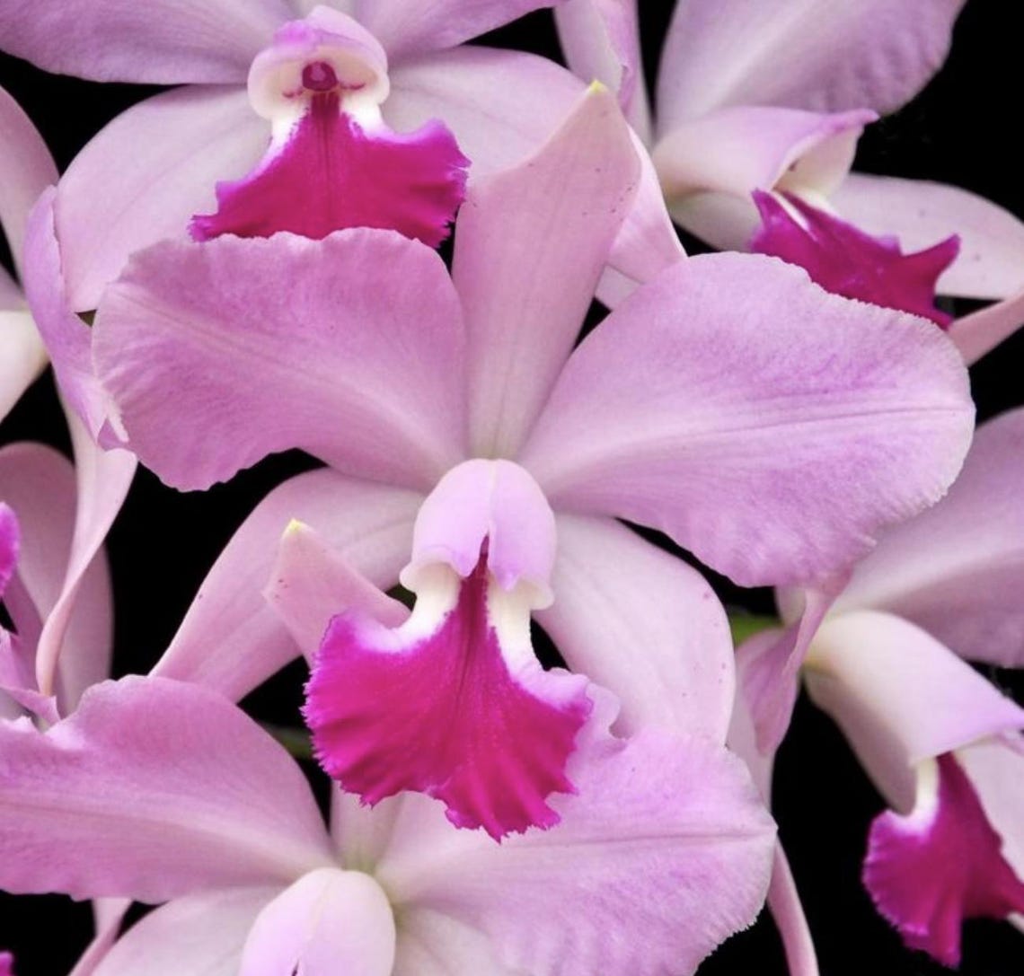 Ctt. Chocolate Drop X Cattleya Yacine Orchid Hybrid - Etsy