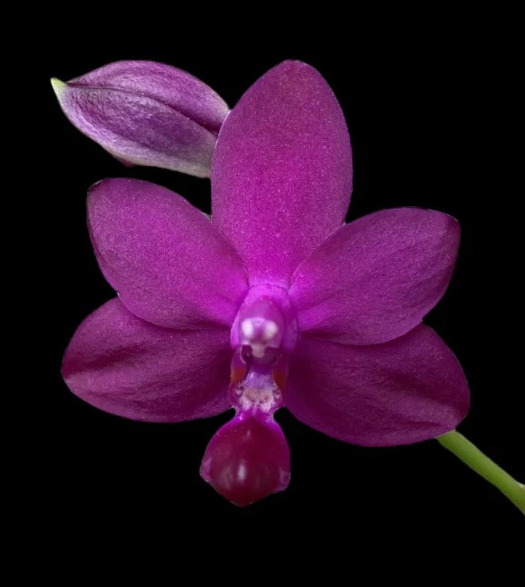 Phalaenopsis Sapphire's Galah (phal. Purple Martin × Phal. Violacea) - Etsy