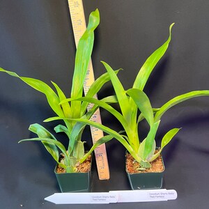 Orchid Oncidium Sharry Baby red Fantasy Chocolate Scented Orchid - Etsy