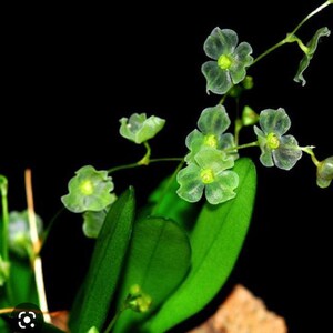 Stelis Guianensis Miniature Species Orchid - Etsy