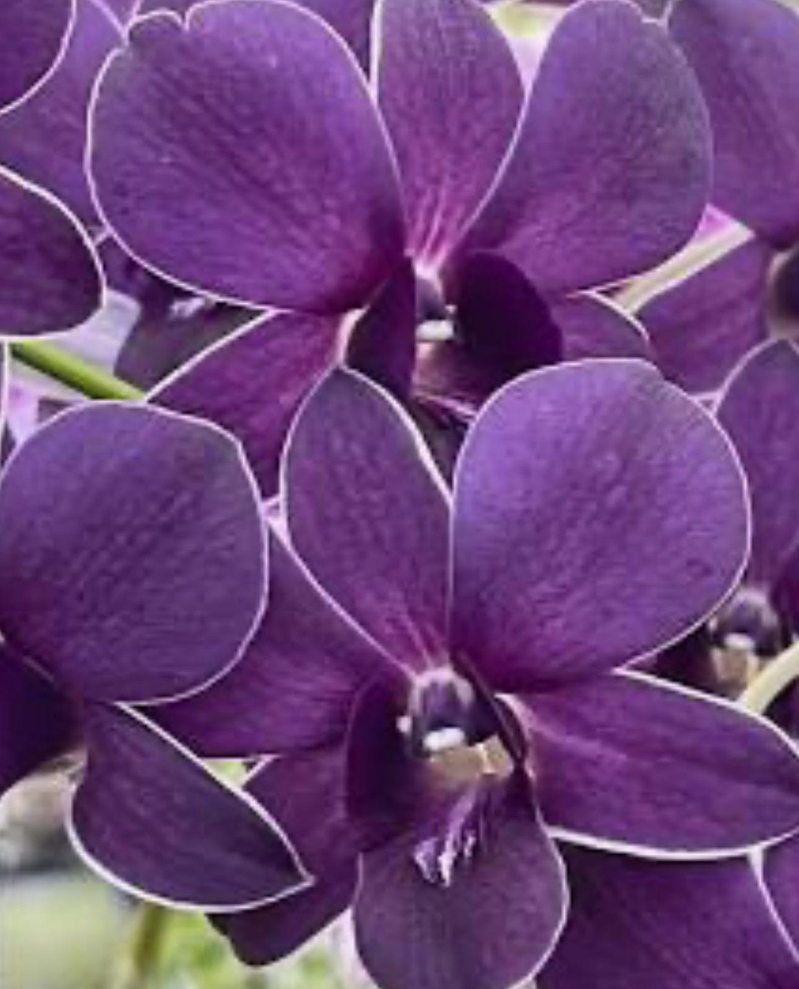 Dendrobium Sakda Blue ( Orchid Seedlings ) - Etsy