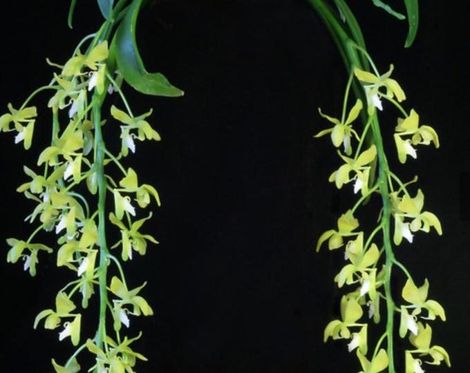 Macropodanthus Cootesii Miniature Orchid Philippines Species - Etsy