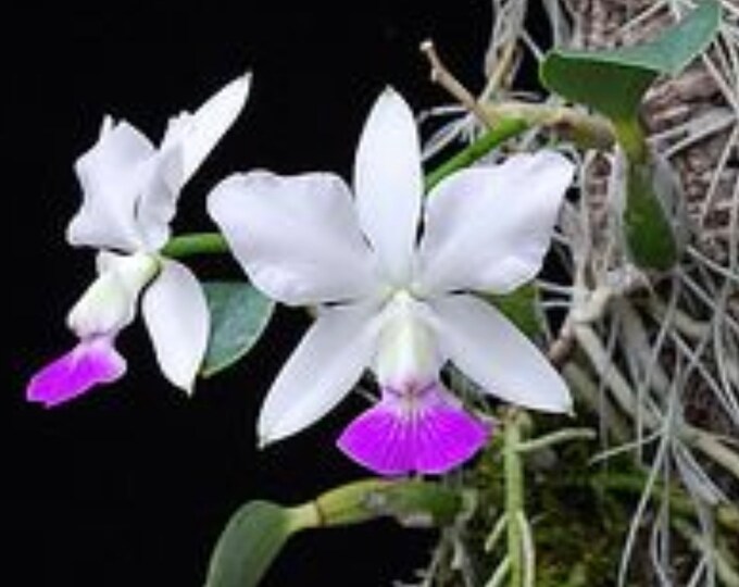 Orchid Cattleya Walkeriana S/A X Sib (‘baby Tears X Elixir of Love’) - Etsy