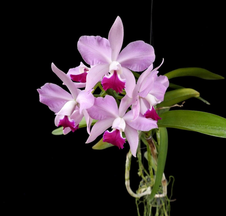 Ctt. Chocolate Drop X Cattleya Yacine Orchid Hybrid - Etsy