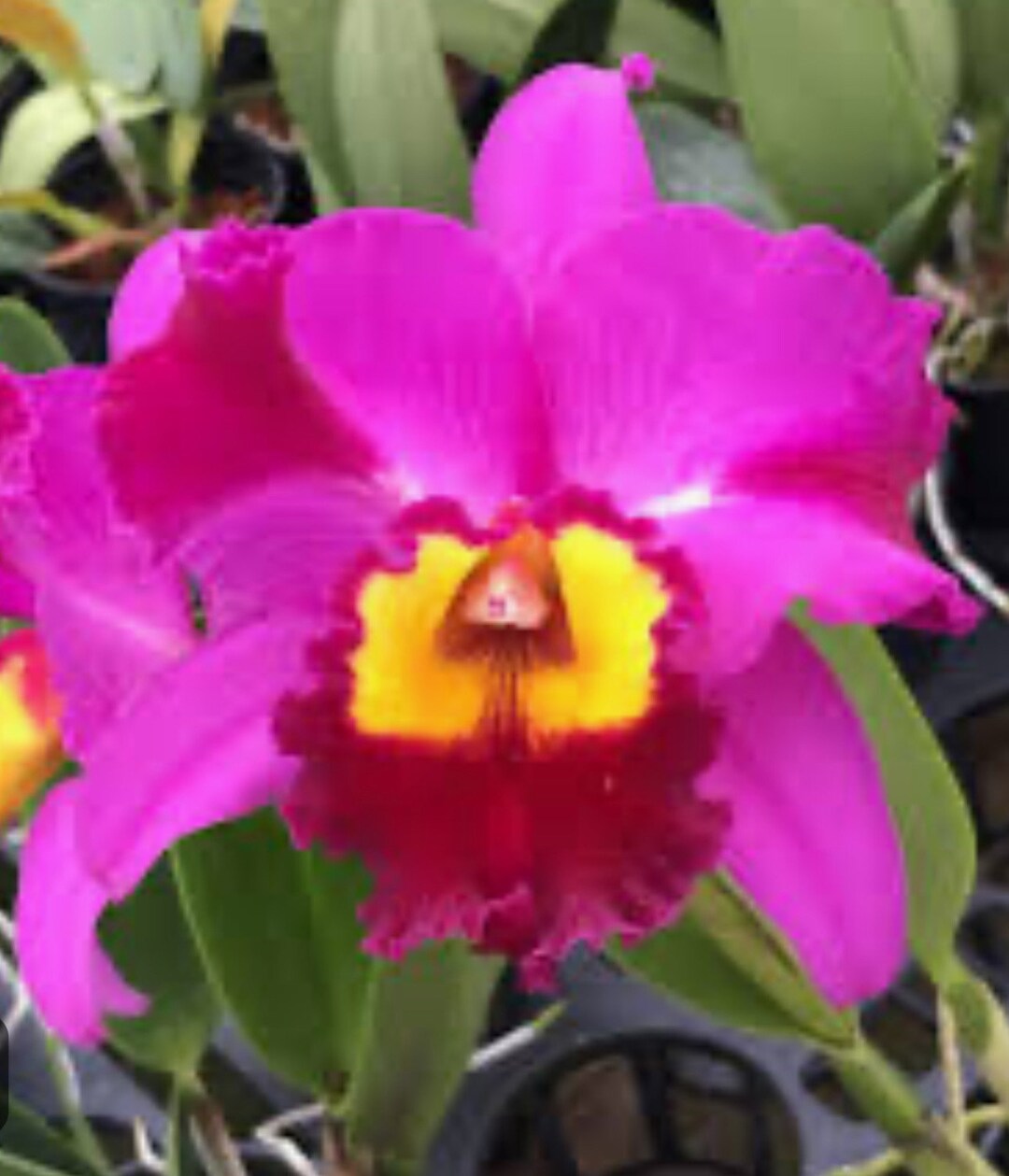 Rlc. Dick Smith ‘dark Beauty’ - Etsy