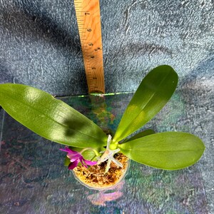 Phalaenopsis Sapphire's Galah (phal. Purple Martin × Phal. Violacea) - Etsy
